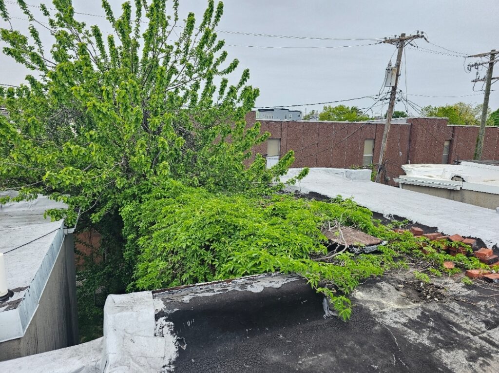 Trees and Vines Overtaking a Roof - Dupont Roofing DC