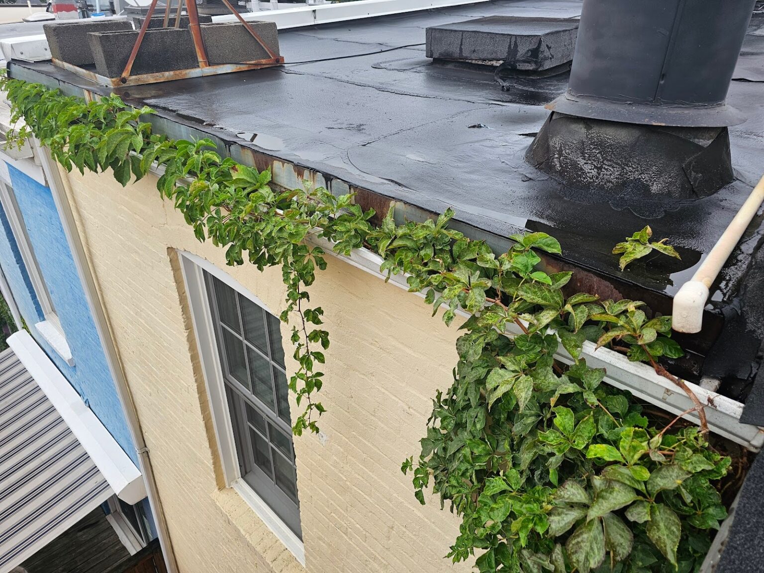 Vines Growing Up Walls and Into Roofs - Dupont Roofing DC