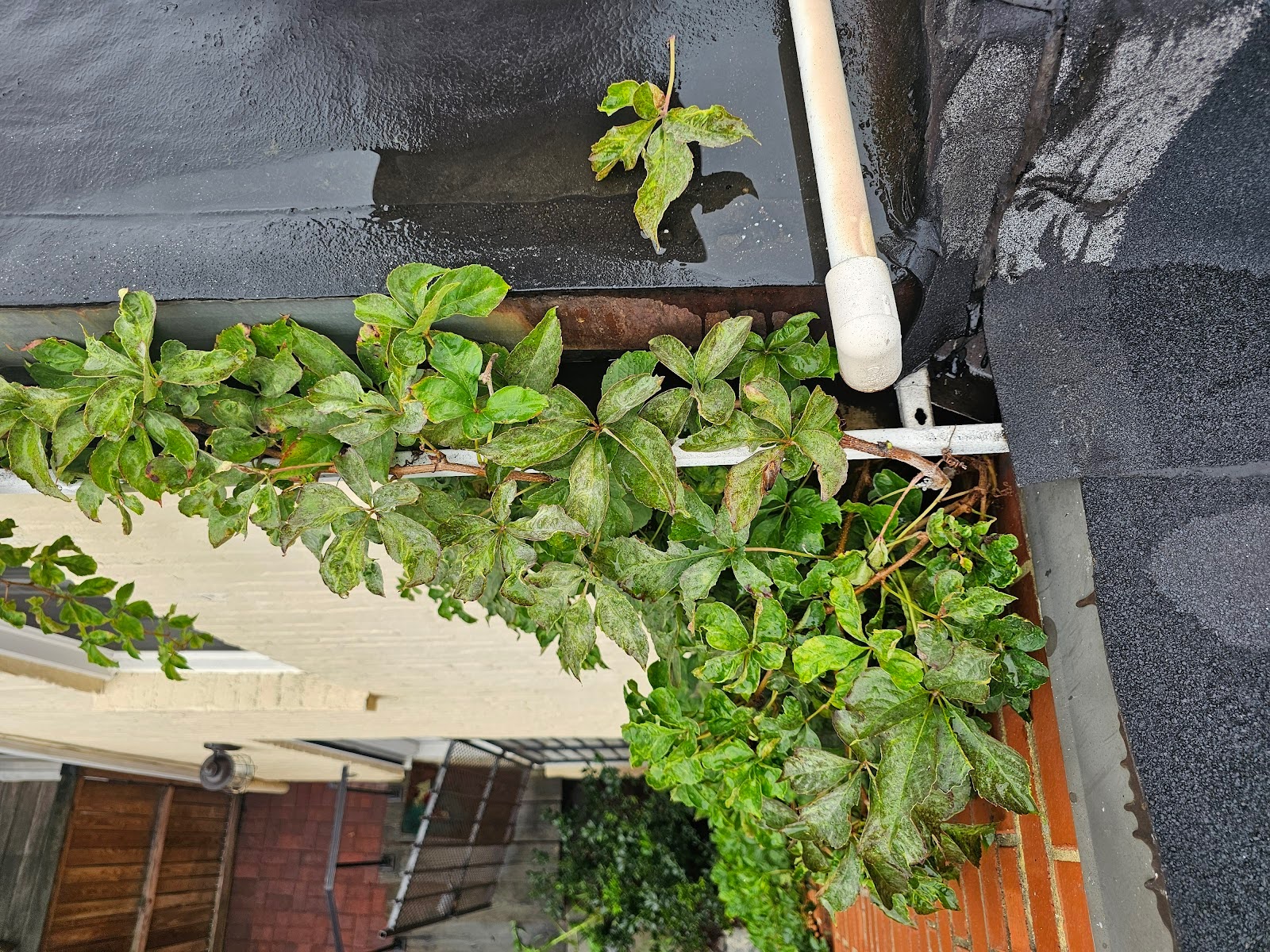 Vines Growing Up Walls and Into Roofs - Dupont Roofing DC